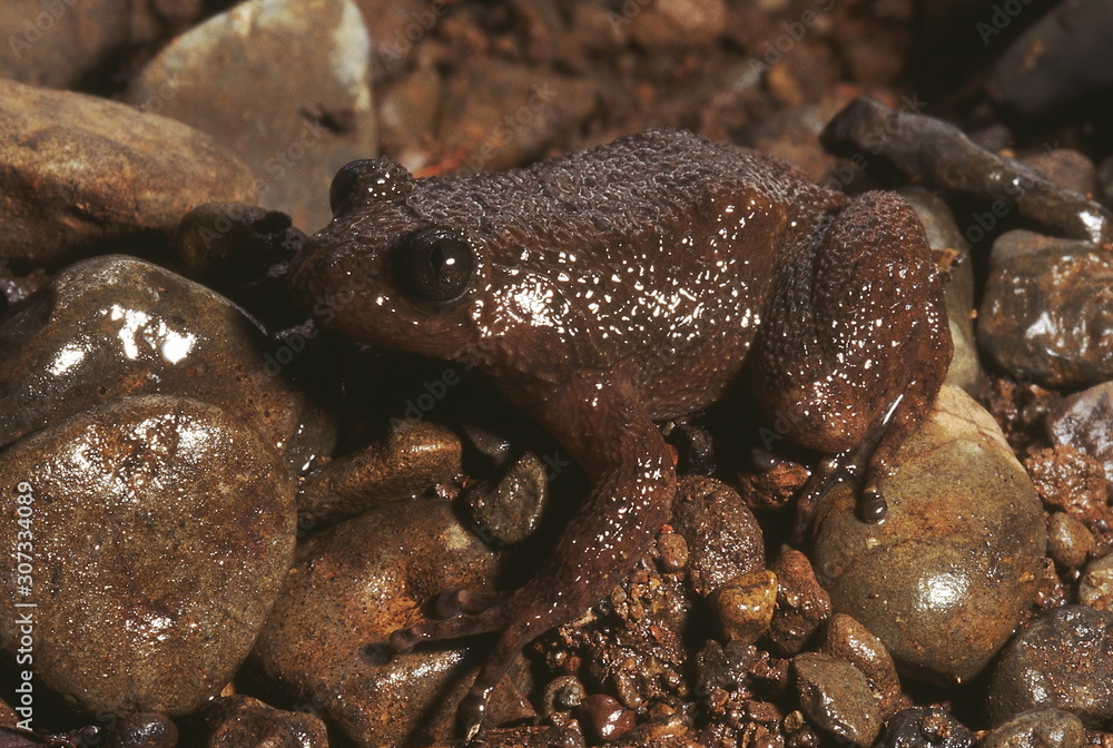 Philippine Flat Headed Frog