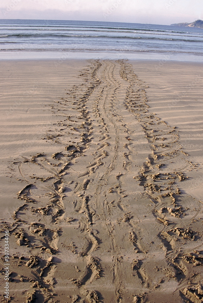 The distinct broad tracks made by the Giant Leatherback Turtle have ...