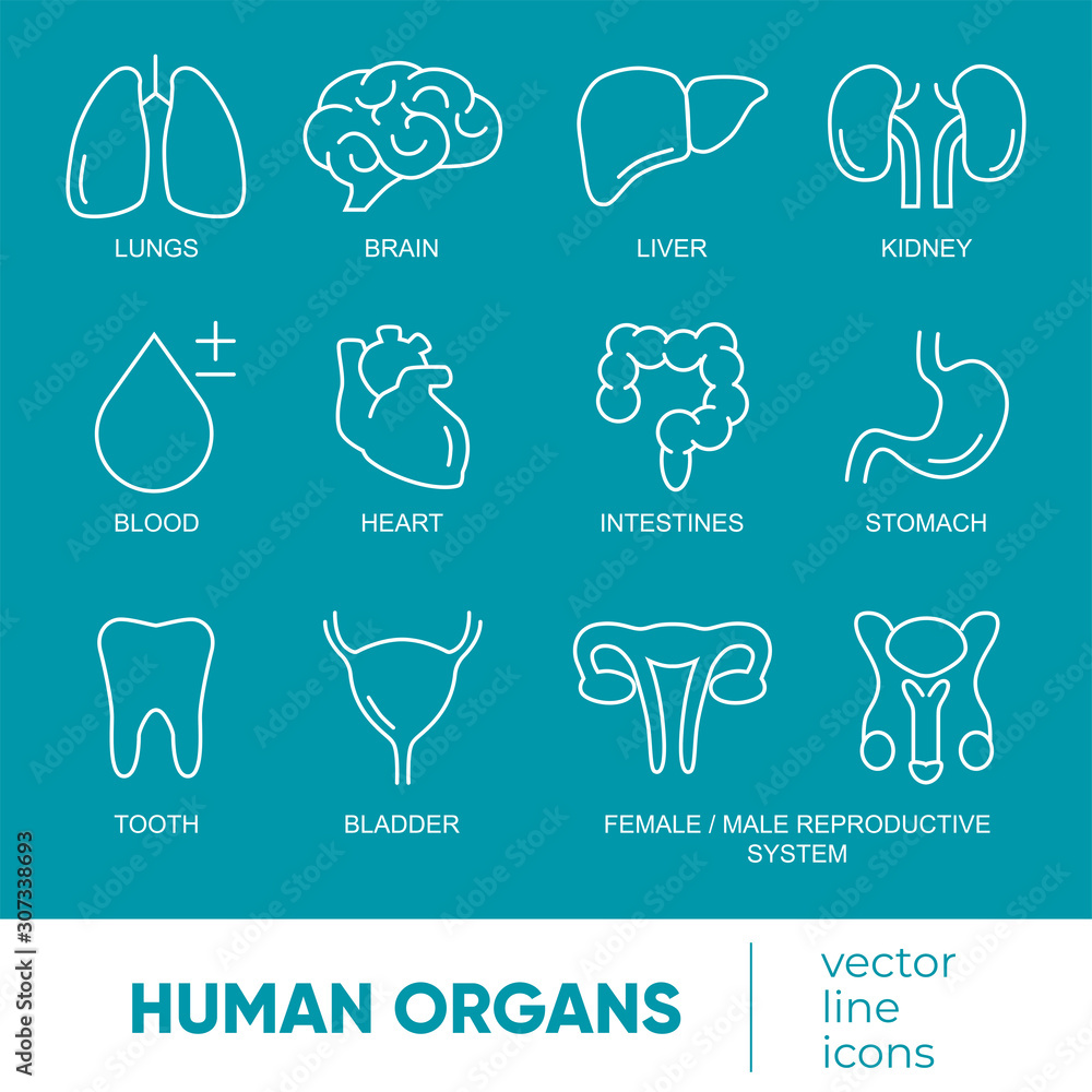 Set of 12 vector line icons, sign and symbols in flat design medicine ...
