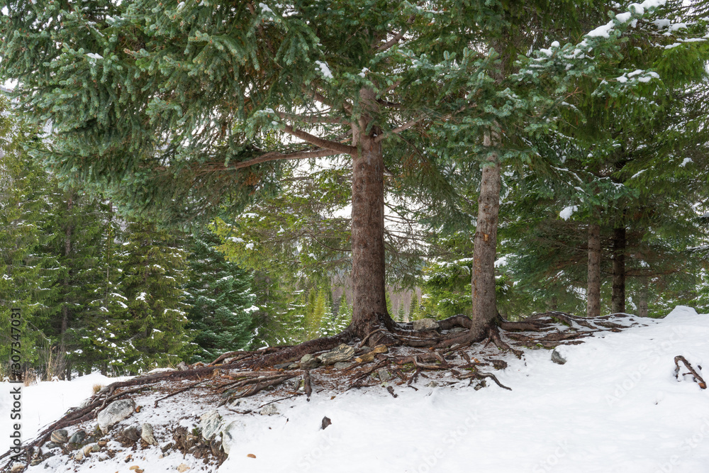 Fir tree with crooked roots in the foreground. Spruce forest in winter ...