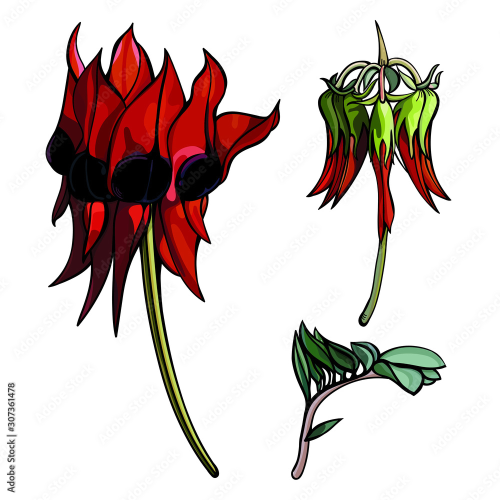 Sturt Desert Pea Vector Illustration Set Stock Vector | Adobe Stock