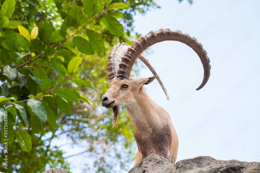 Male Ibex on a cliff showing side profile and full large horns and ...