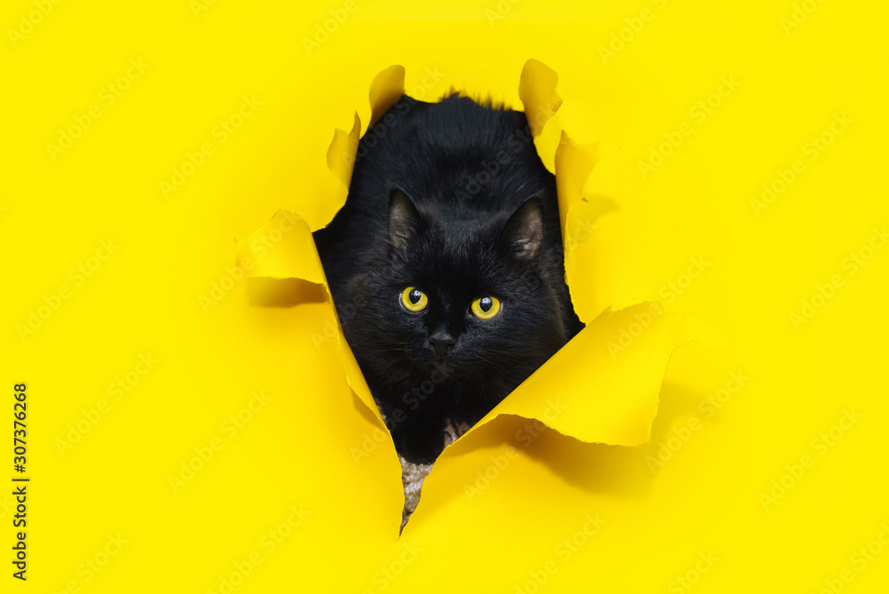 Funny young bug-eyed black cat looks from the bottom up and waits for ...