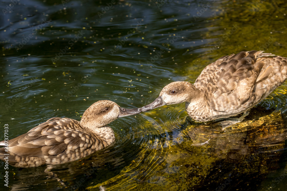 Two Ducks Kissing