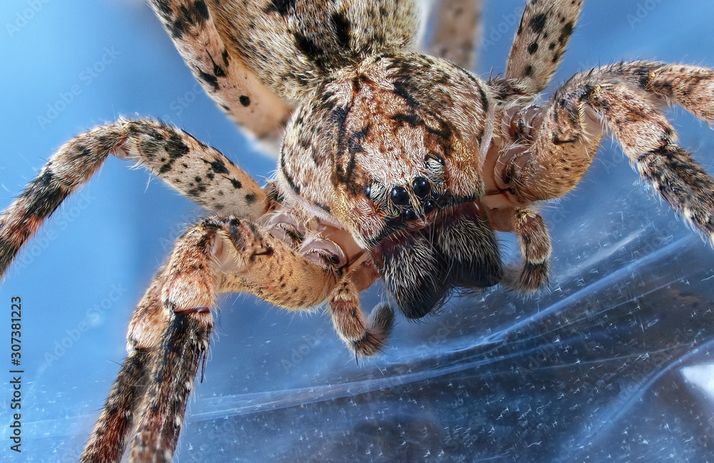 Zoropsis spinimana (Zoropsidae) Close up of a spider. Macro photography ...