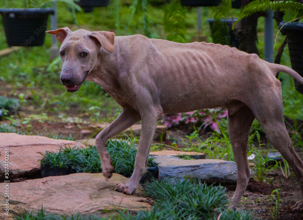 skinny dog in the garden, the dog is very hungry baby goat in the zoo ...