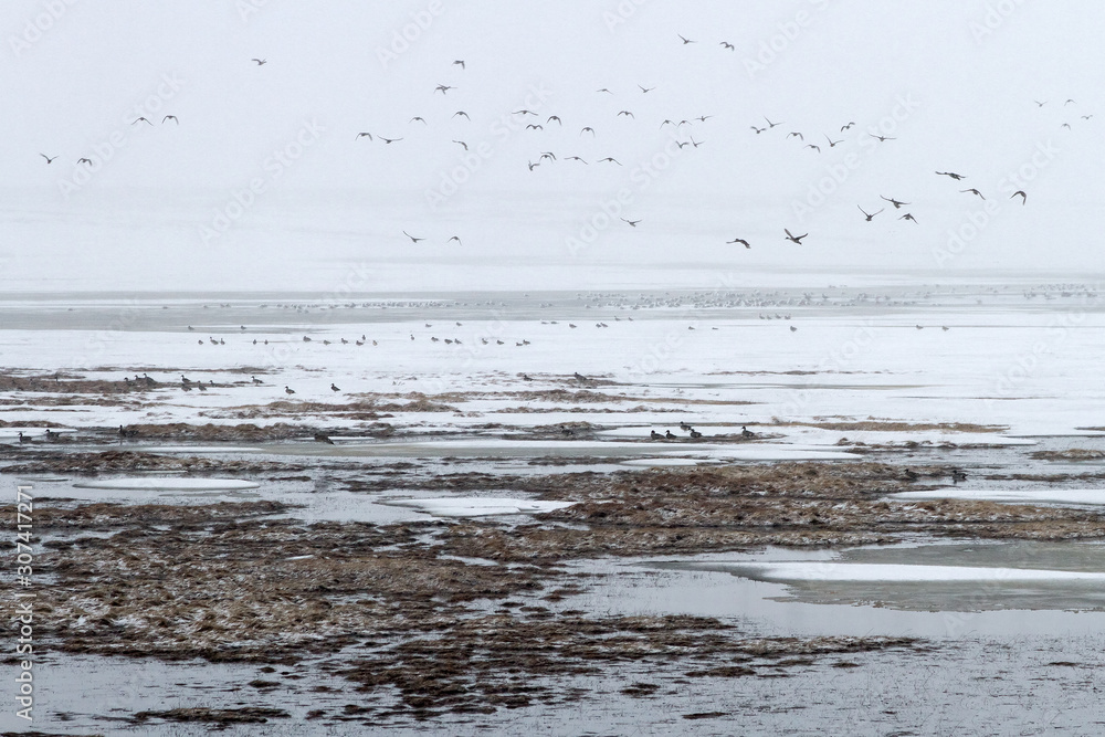 In May, migratory birds return to the Arctic. A flock of pintails (Anas ...