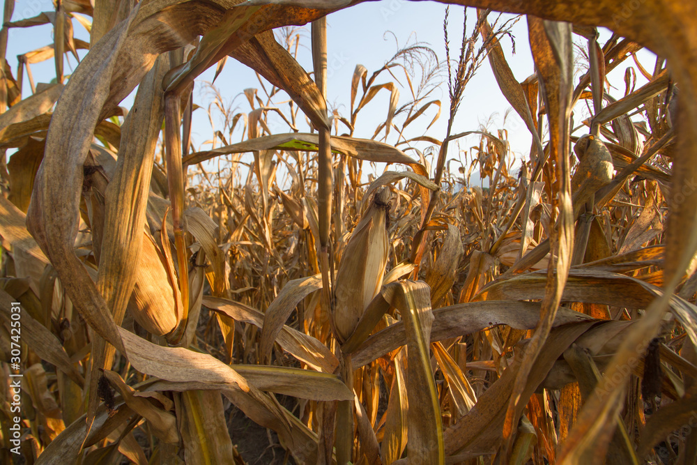 Dead crop Drought and water crisis impact to agriculture fields, Corn ...