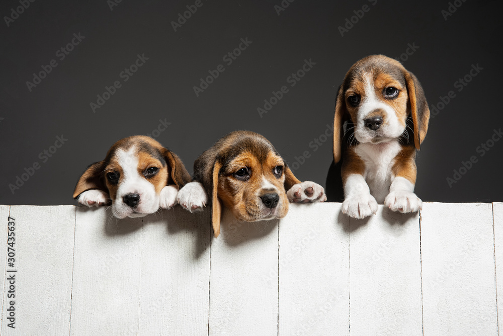 Beagle tricolor puppies are posing. Cute white-braun-black doggies or ...