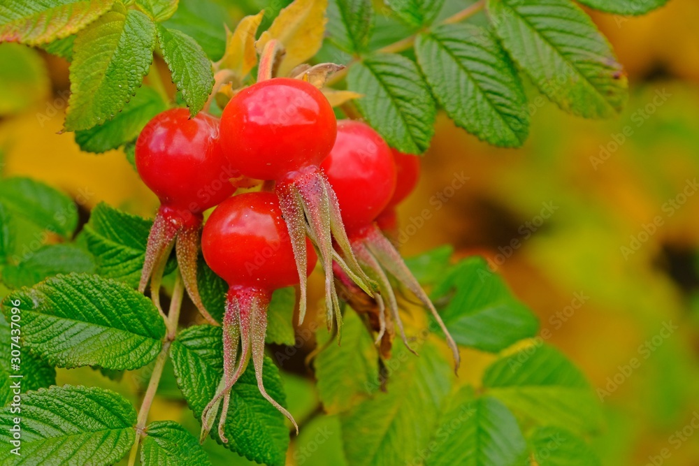 Ripe briar fruit (Dog-rose berry, Rose hip berry) wild rose hip shrub ...