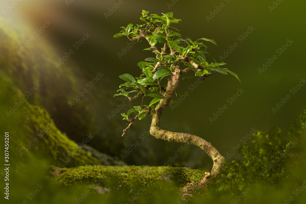Bonsai backdrop with moss Stock Photo | Adobe Stock