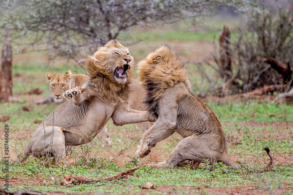 Two male lions fight over a lioness in the Kruger National Park Stock ... Two male lions fight over a lioness in the Kruger National Park Stock ...