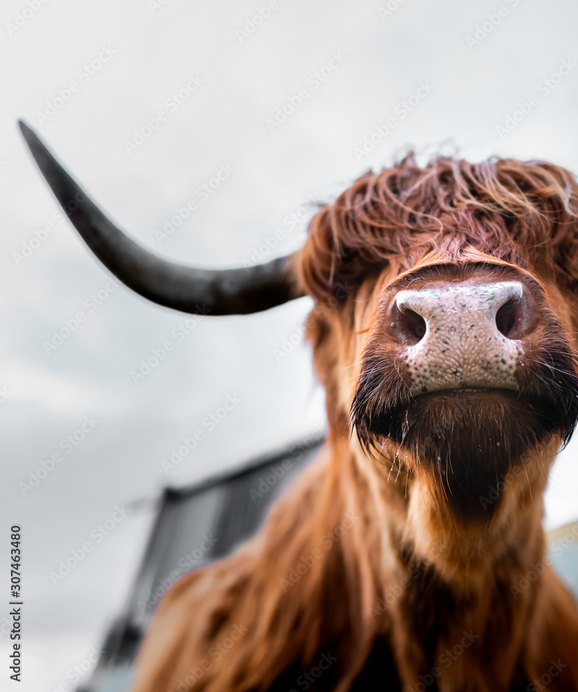 Highland Cow in Scotland also known as Scottish cattle. They have long ...