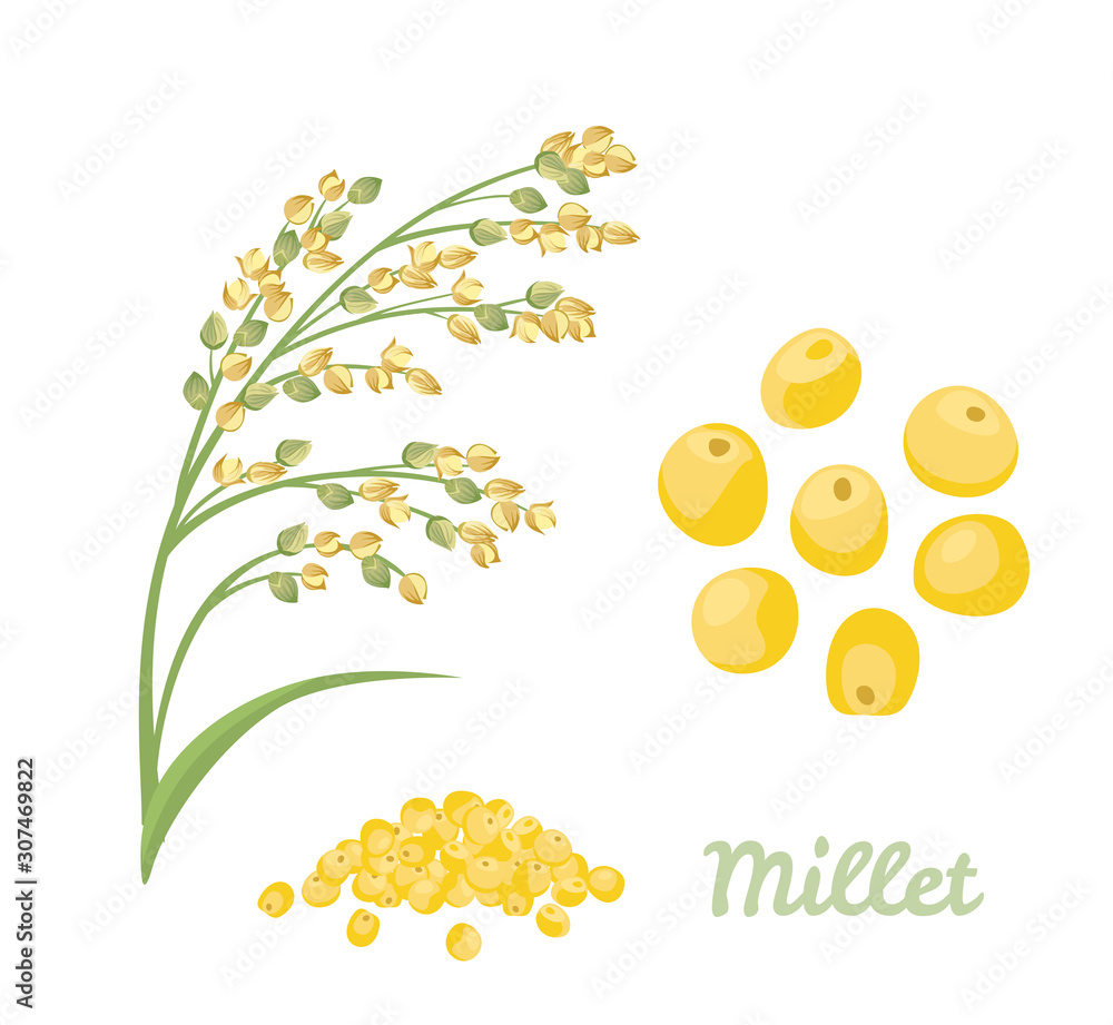 Proso millet isolated on white background. Cereal spike, yellow grains ...