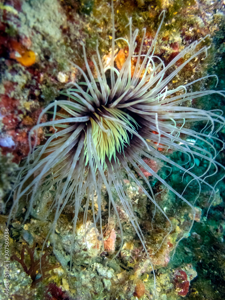 Cylinder anemone or coloured tube anemone - Cerianthus membranaceus ...