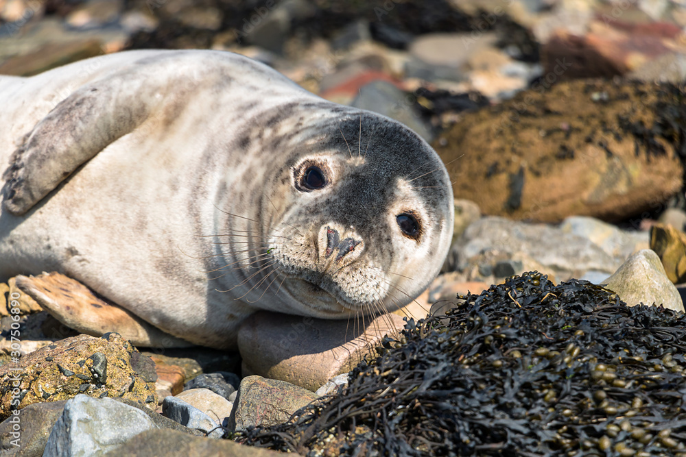Close up photo of adult Seal on the seashore of the North Sea. The Holy ...