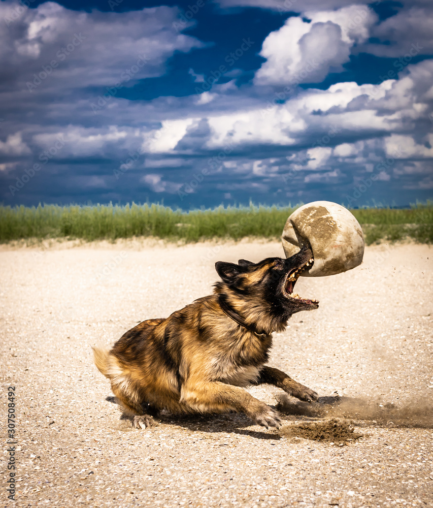 Dog playing with football at high speed on beach. Belgian Shepherd ...