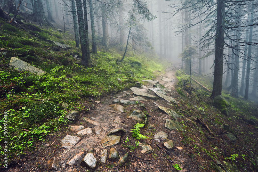 forest path through heavy forest, light fog and fern line. Stock Photo ...