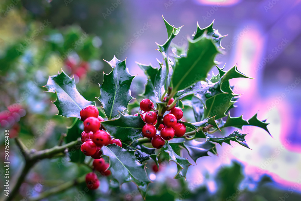 Evergreen boughs green leaves and red berries with raindrops. Ilex ...