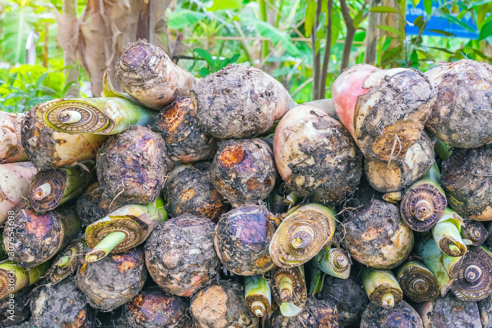 Banana suckers under the ground is a big rhizome called the corm ...