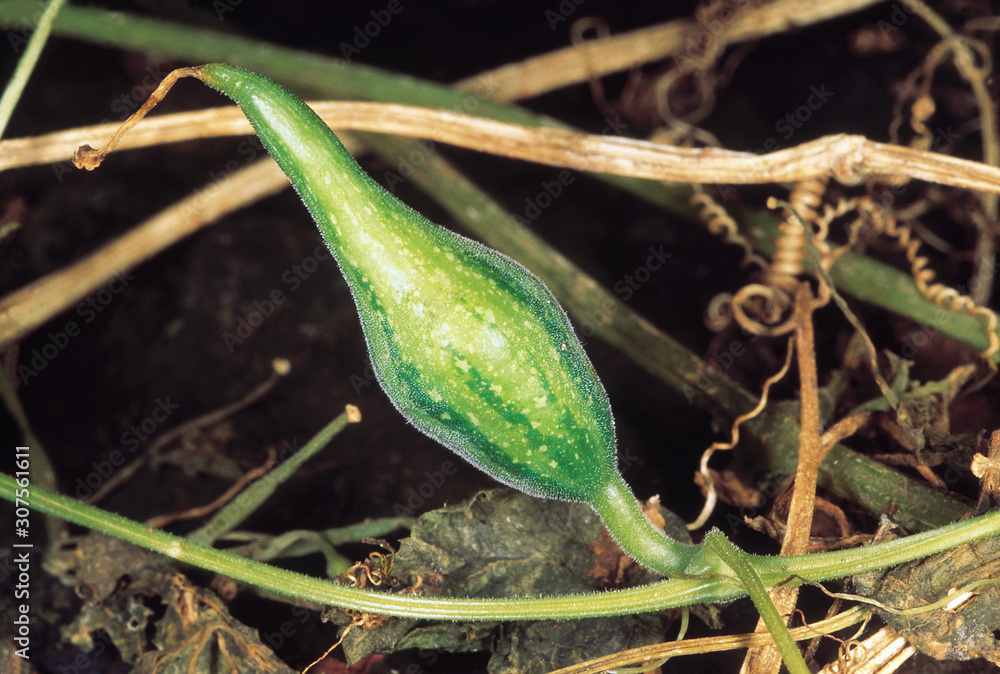 Cucurbitaceae Fruit