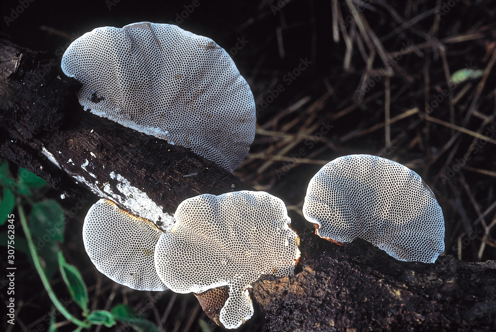 Hexagonia sp. Class: Homobasidiomycetes . Series: Hymenomycetes. Order ...