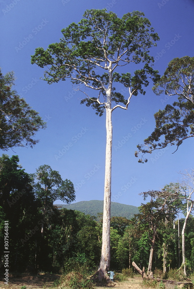 A large Gurjan tree, commonly found in the forests of the Andaman ...