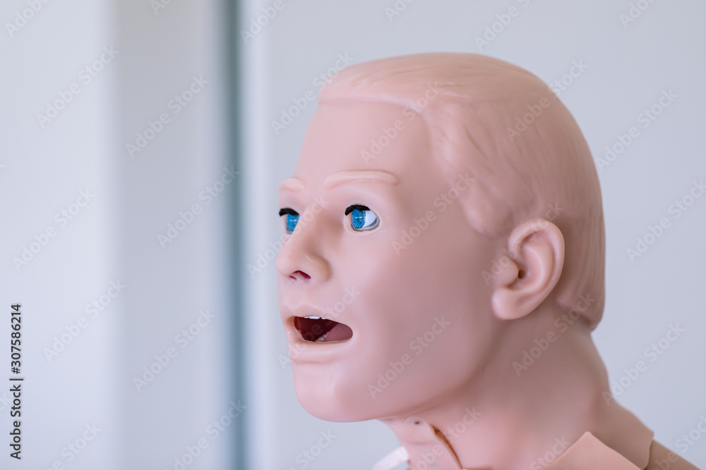 Study of the physiology of the Model and the parts of the human Model ...