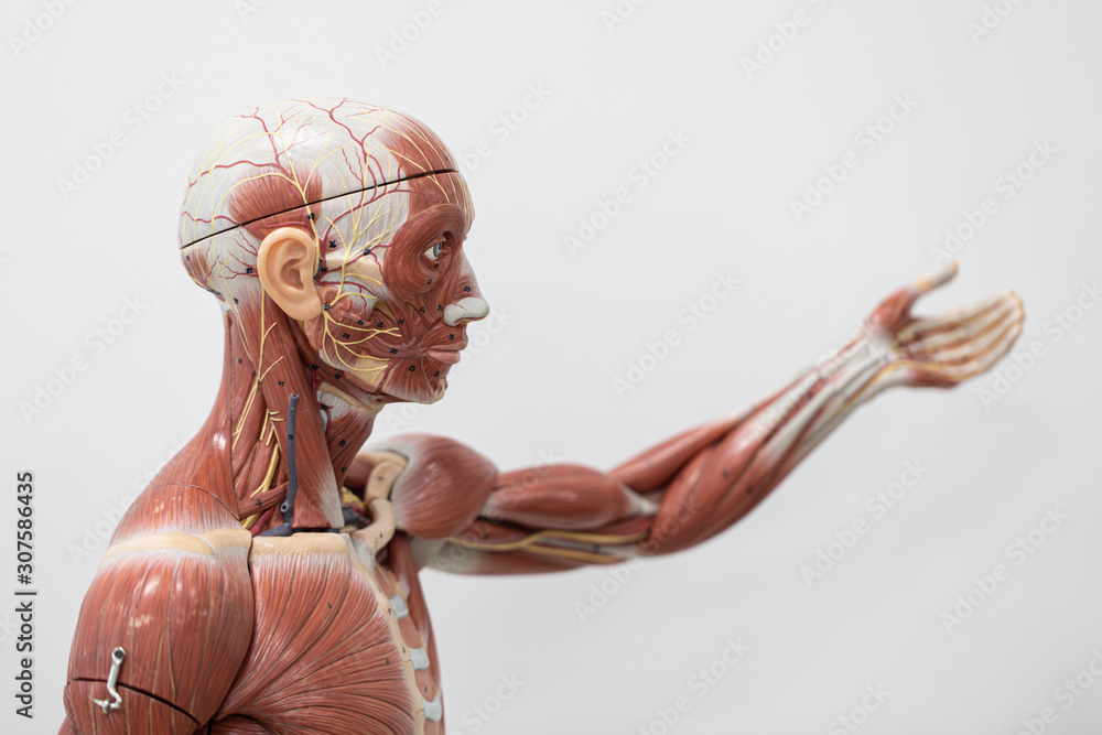 Study of the physiology of the Model and the parts of the human Model ...