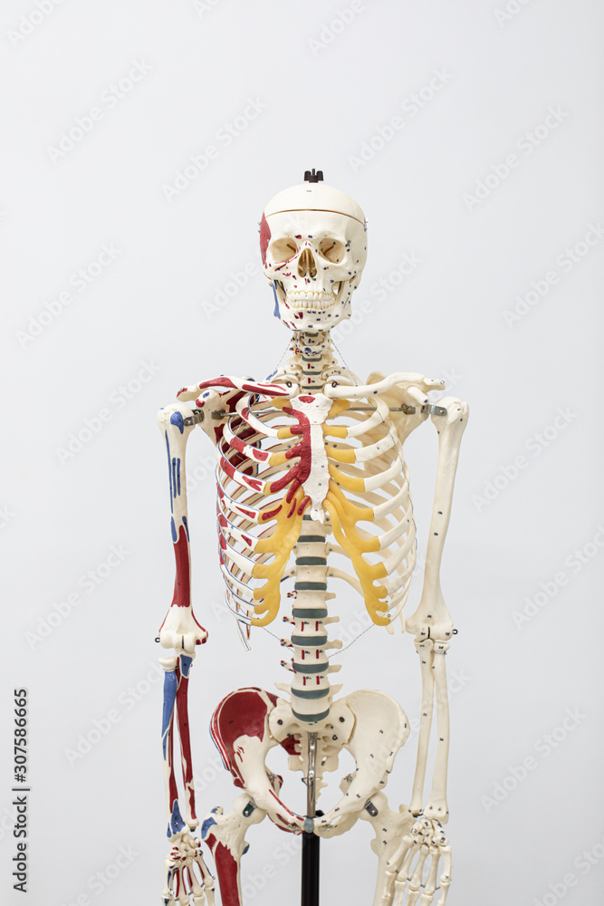 Study of the physiology of the Model and the parts of the human Model ...