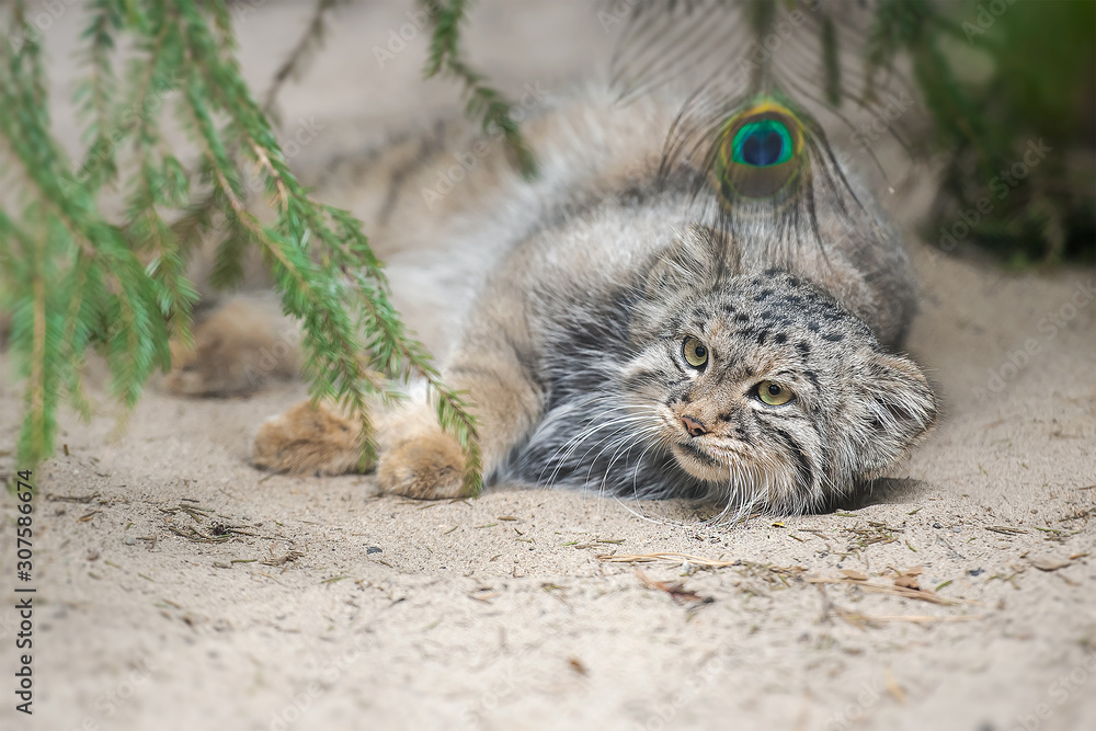 Pallas's cat (Otocolobus manul). Manul is living in the grasslands and ...