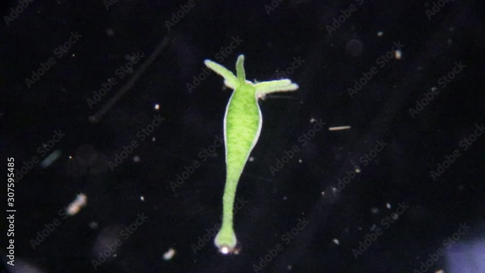 Hydra is a genus of small, fresh-water animals of the phylum Cnidaria ...