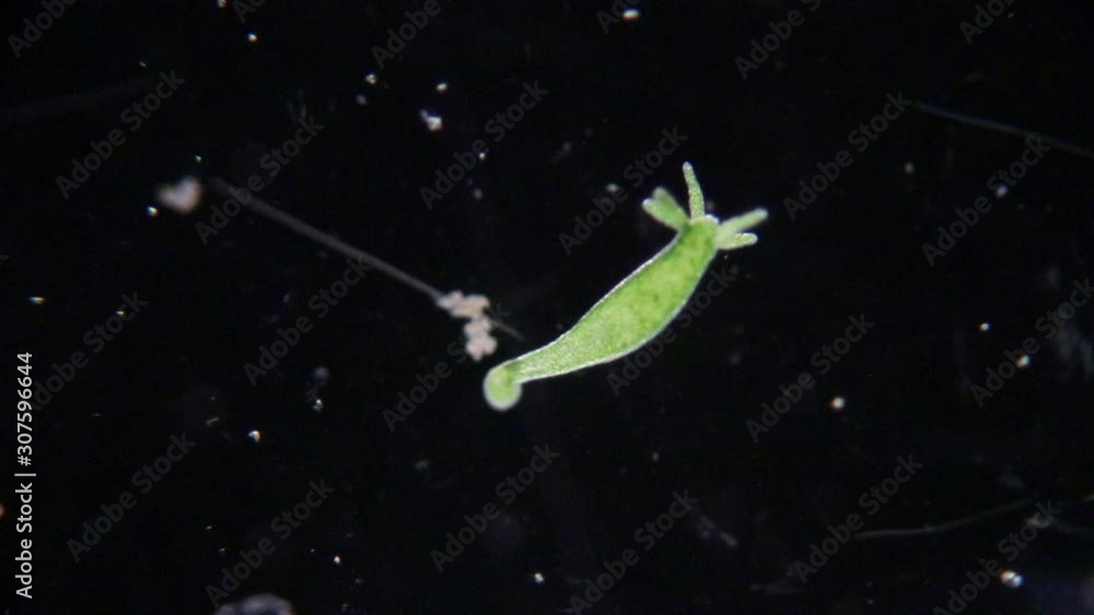 Hydra is a genus of small, fresh-water animals of the phylum Cnidaria ...