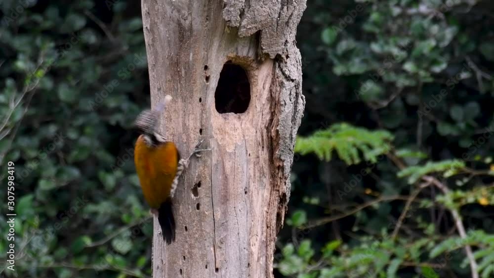 Vidéo Stock Common Flameback, Dinopium javanense, a female Woodpecker ...