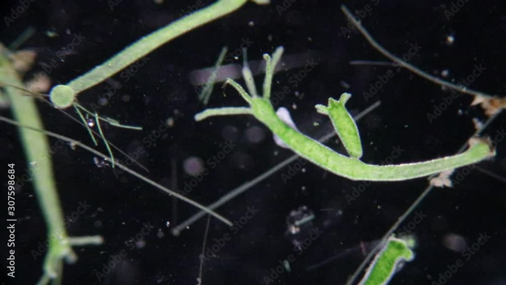 Hydra is a genus of small, fresh-water animals of the phylum Cnidaria ...