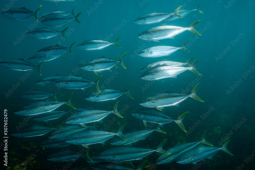 Kingfish (yellowtail amberjack) school Stock-Foto | Adobe Stock
