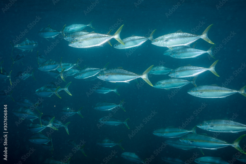 Kingfish (yellowtail amberjack) school Stock Photo | Adobe Stock