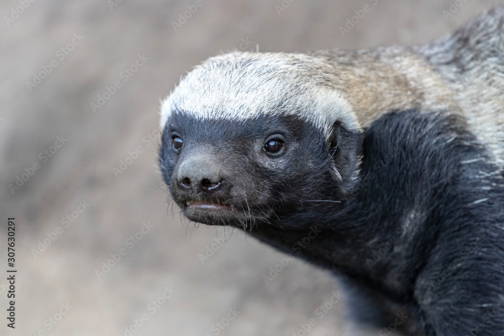 Honey Badger Black And White