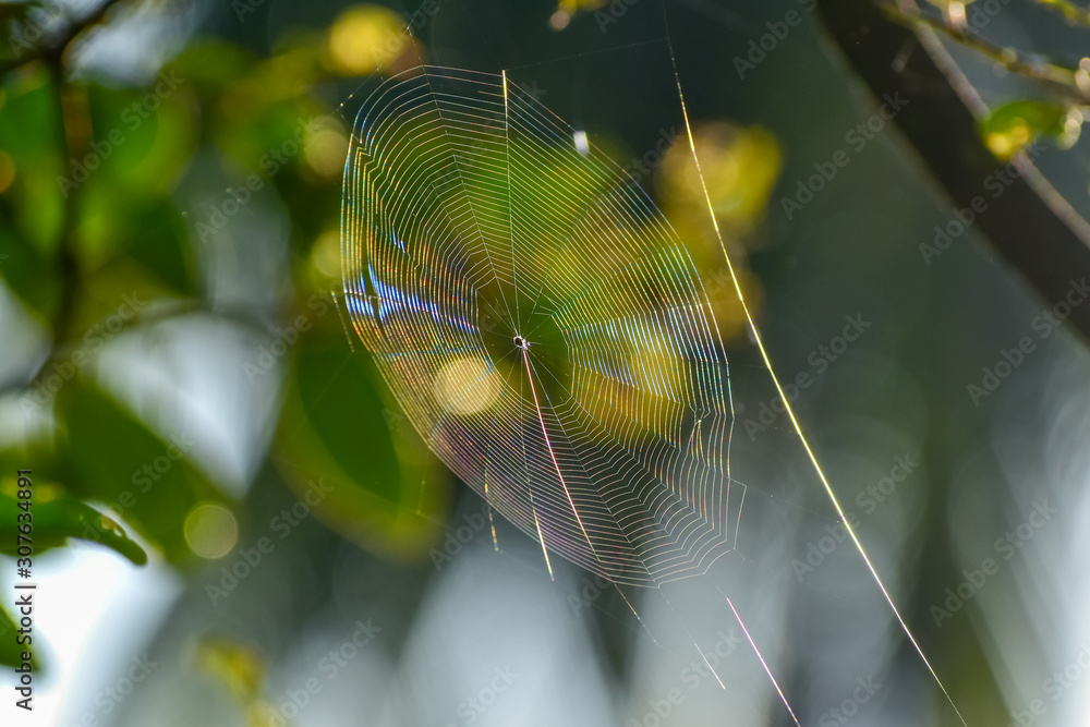 Glowing spider web Stock Photo | Adobe Stock