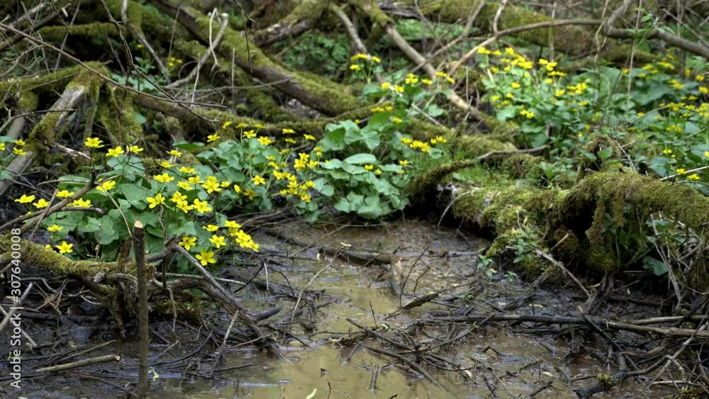 Mud plant with flowers. Swamps in summer. Cool green lake in primeval ...