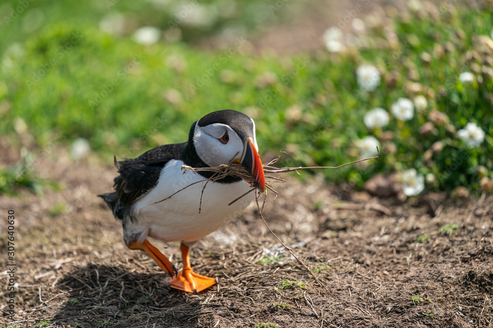 Puffin building nest. Stock Photo | Adobe Stock