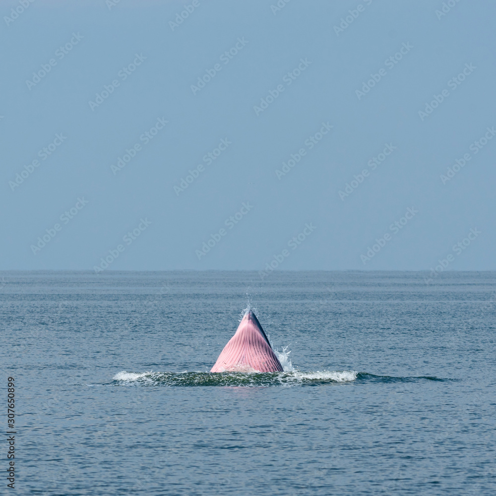 Bryde's whale opens mouth wide to eating small fish at Bangtaboon ...