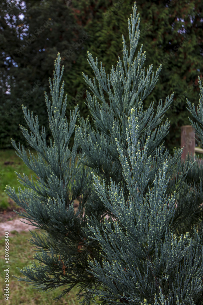 Sequoiadendron giganteum Glaucum / Blue Giant sequoia Stock Photo ...