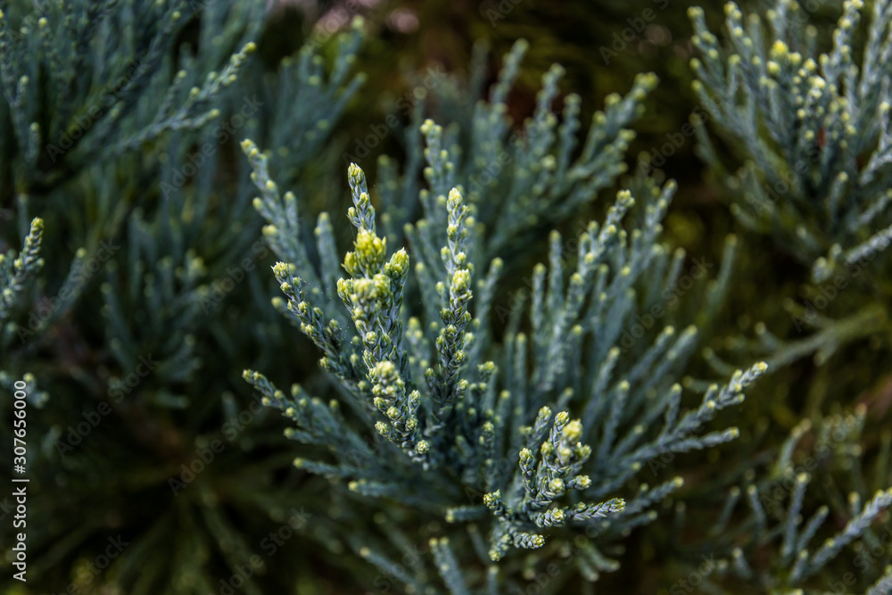 Sequoiadendron giganteum Glaucum / Blue Giant sequoia Stock Photo ...