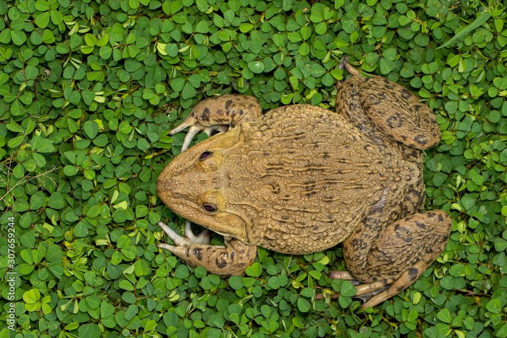 Image of Chinese edible frog, East Asian bullfrog, Taiwanese frog ...