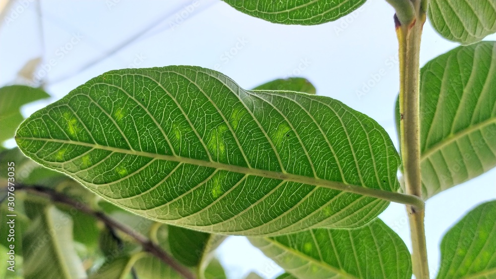 green leaf of guava tree with visible veins and small netted veins ...