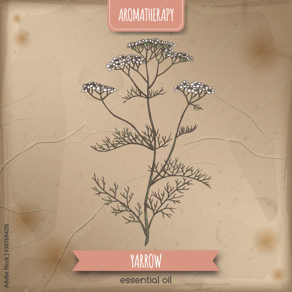Yarrow aka Achillea millefolium color sketch on vintage background ...