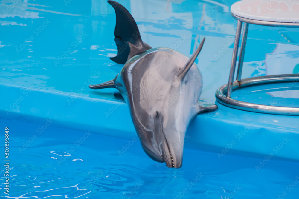 Cute sad trained dolphin performs in dolphinarium, aquarium. wild ...