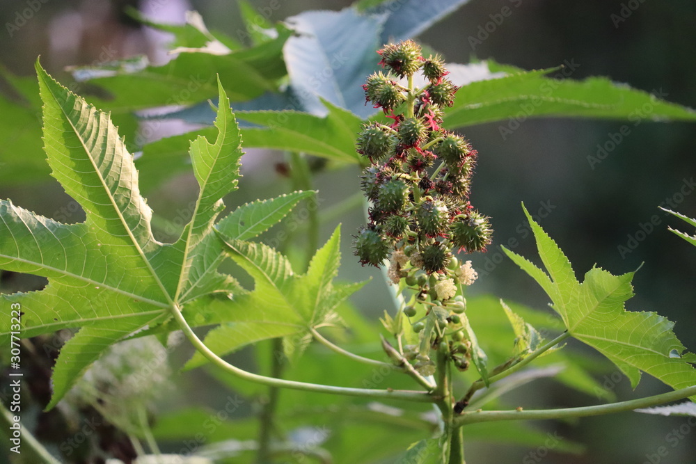 seed castor oil tree of Assam Stock Photo | Adobe Stock