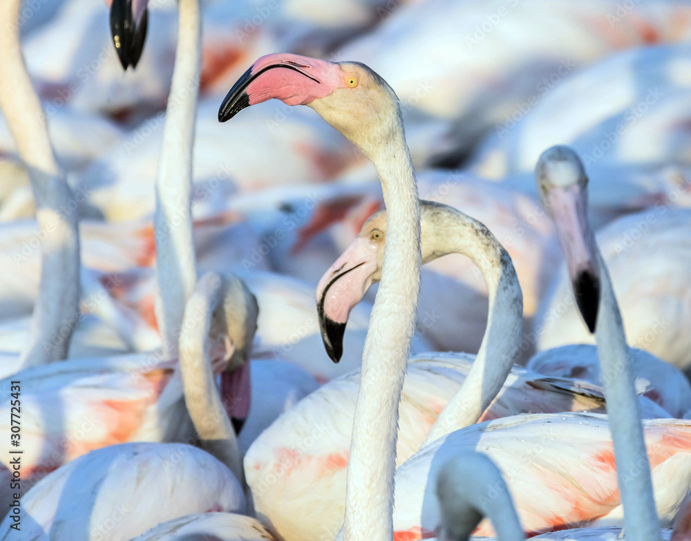 Caribbean pink flamingo at Ras al Khor Wildlife Sanctuary, a wetland ...
